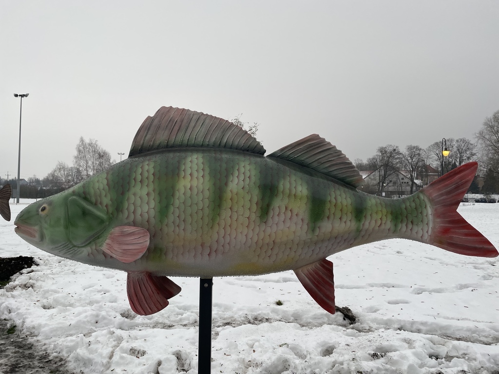 Gmina Węgorzewo - ,,Nie bądź leszczem – poznajmy się” – ryby ...